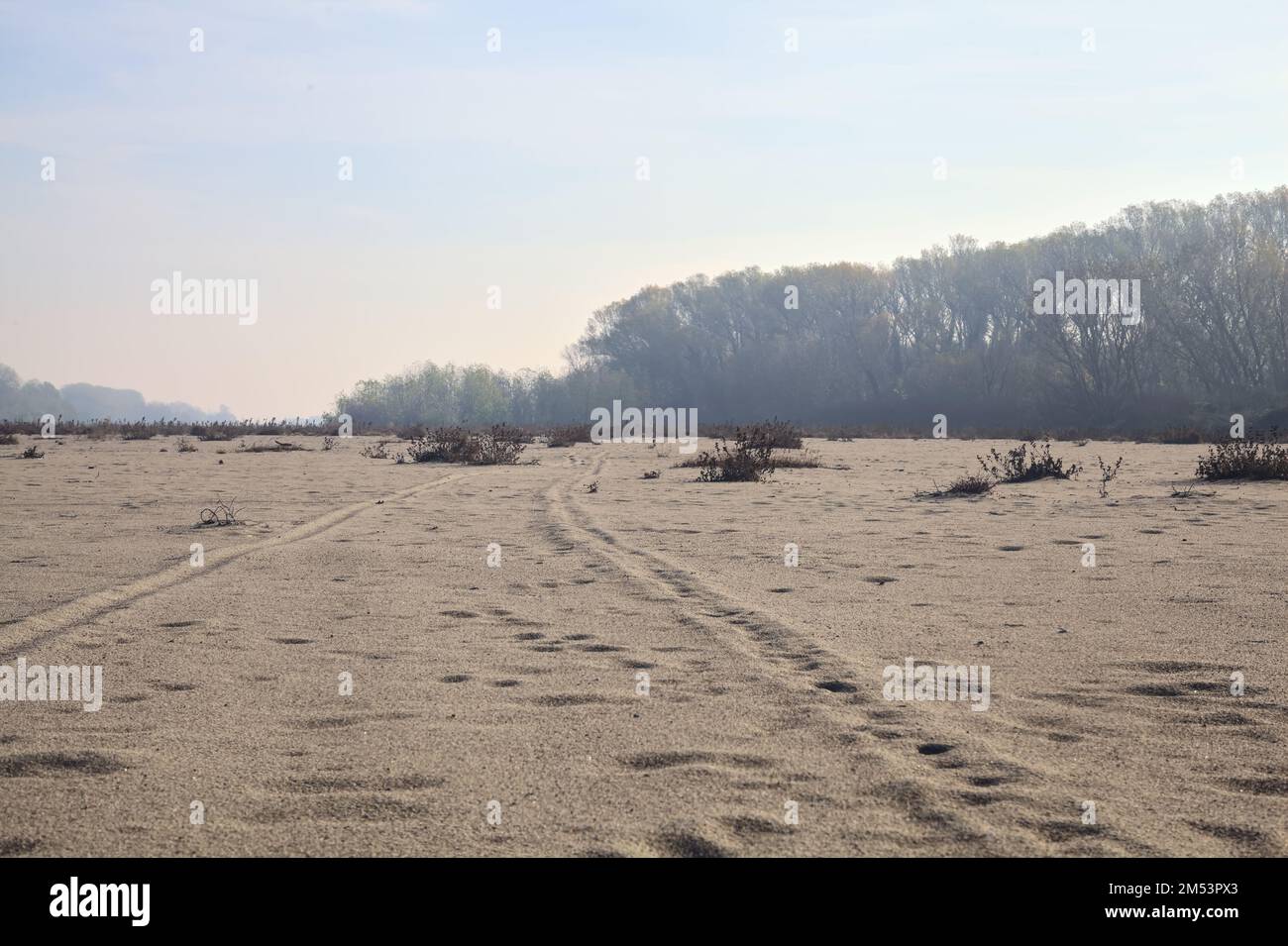 Sandy riverside with tracks and bushes with forests in the background ...