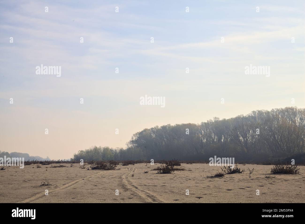 Sandy riverside with tracks and bushes with forests in the background ...