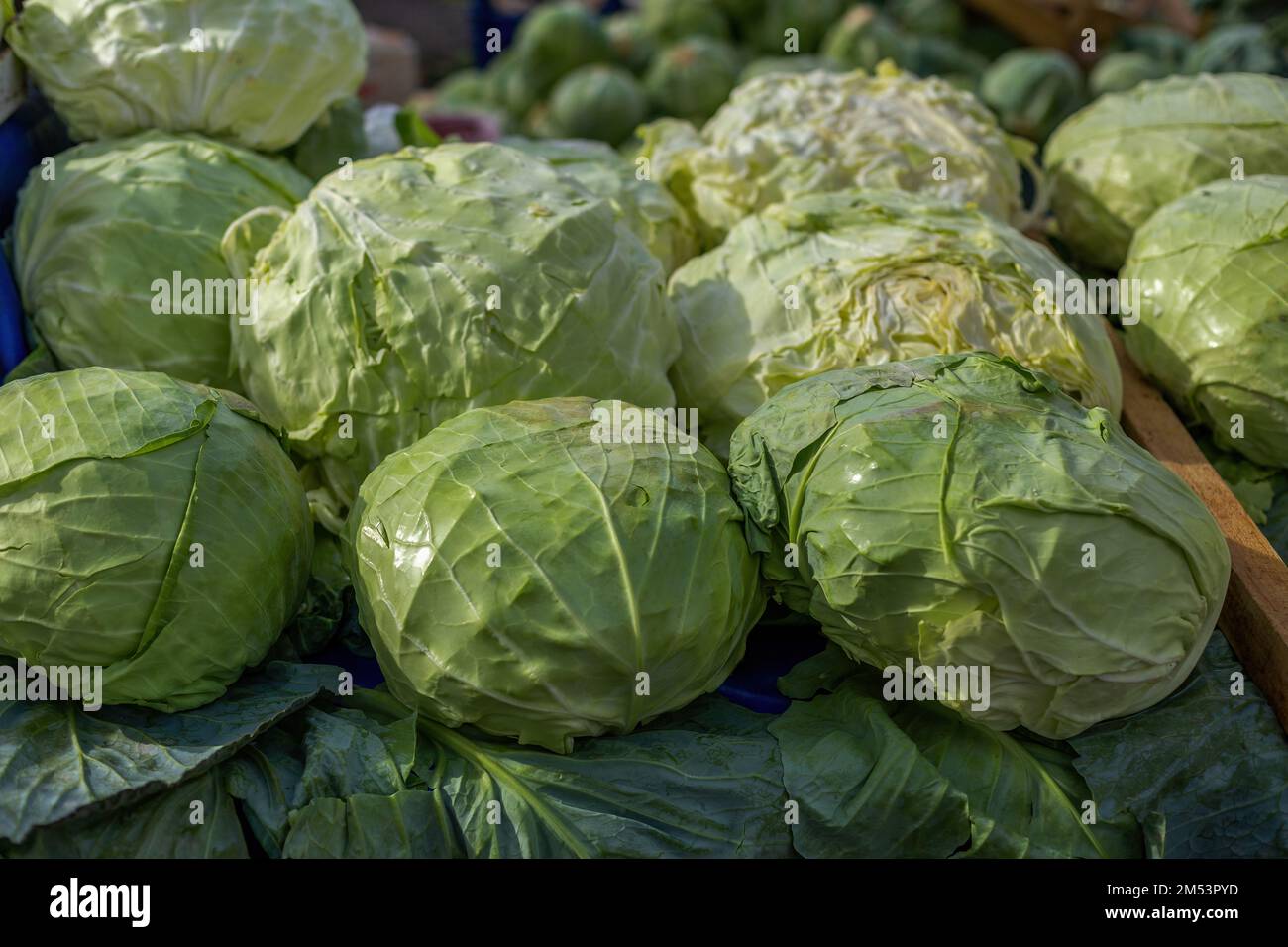 Red white cabbage growing hi-res stock photography and images - Alamy