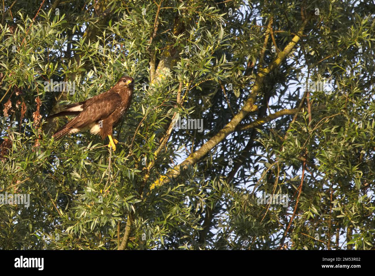 Bussart hi-res stock photography and images - Alamy