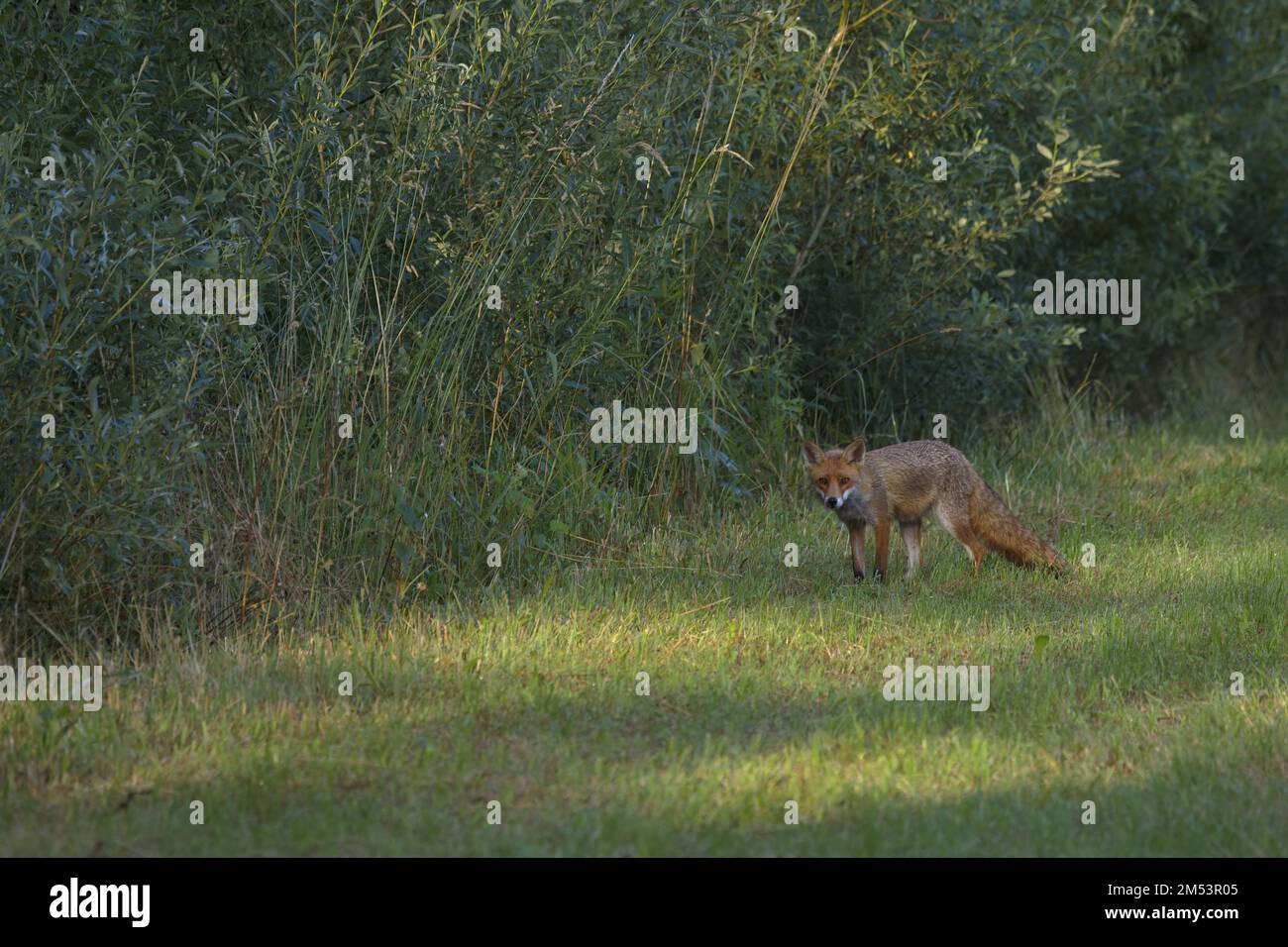 Fuchs beim Jagen Stock Photo - Alamy