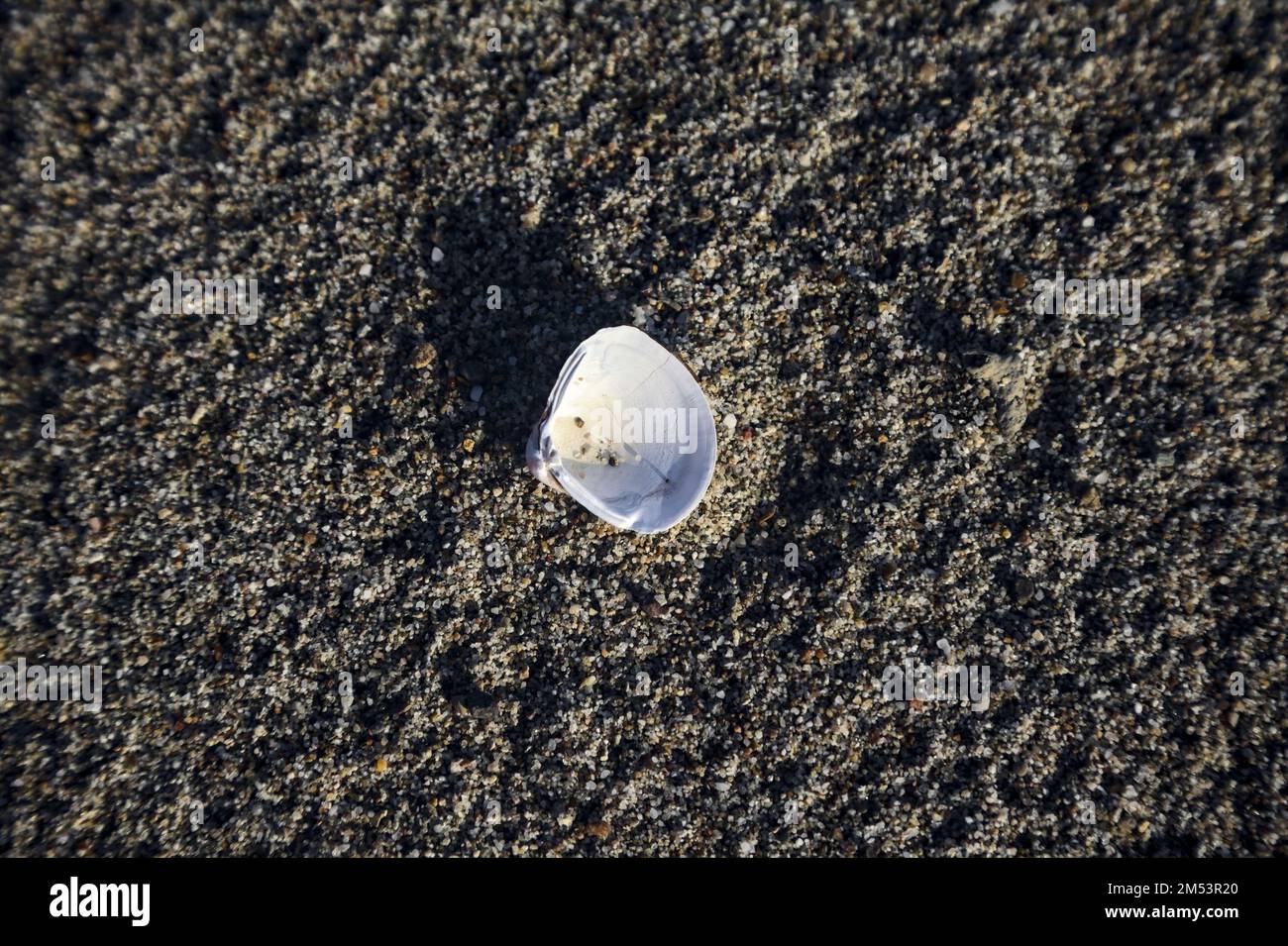 Seashell gathering hi-res stock photography and images - Alamy