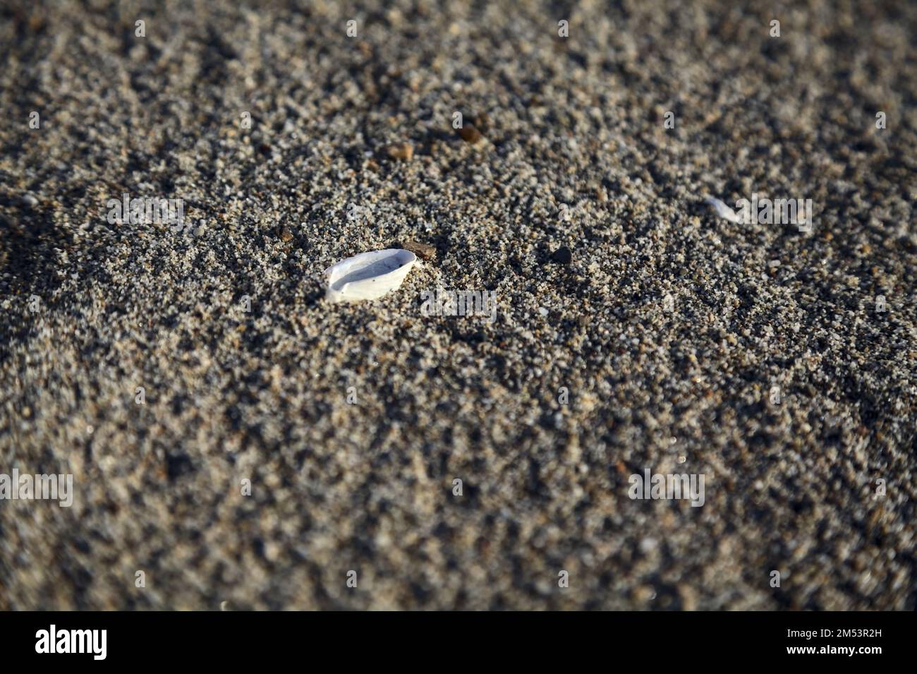 Seashell on the sand seen up close Stock Photo - Alamy