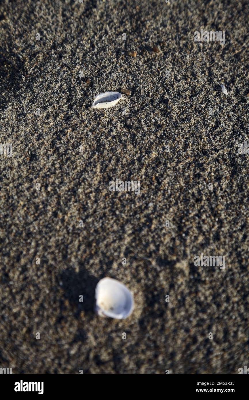 Seashell on the sand seen up close Stock Photo - Alamy