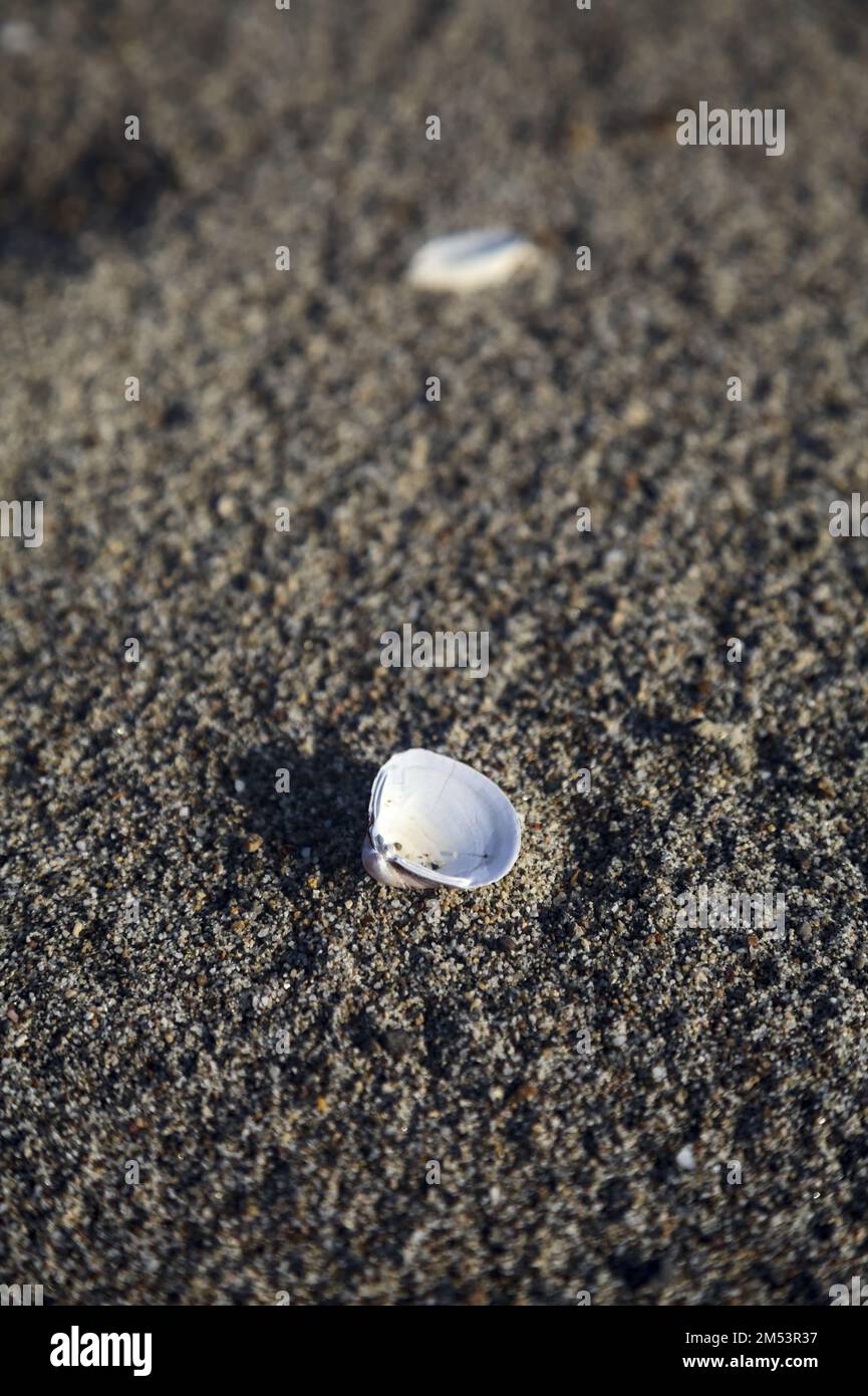 Seashell gathering hi-res stock photography and images - Alamy