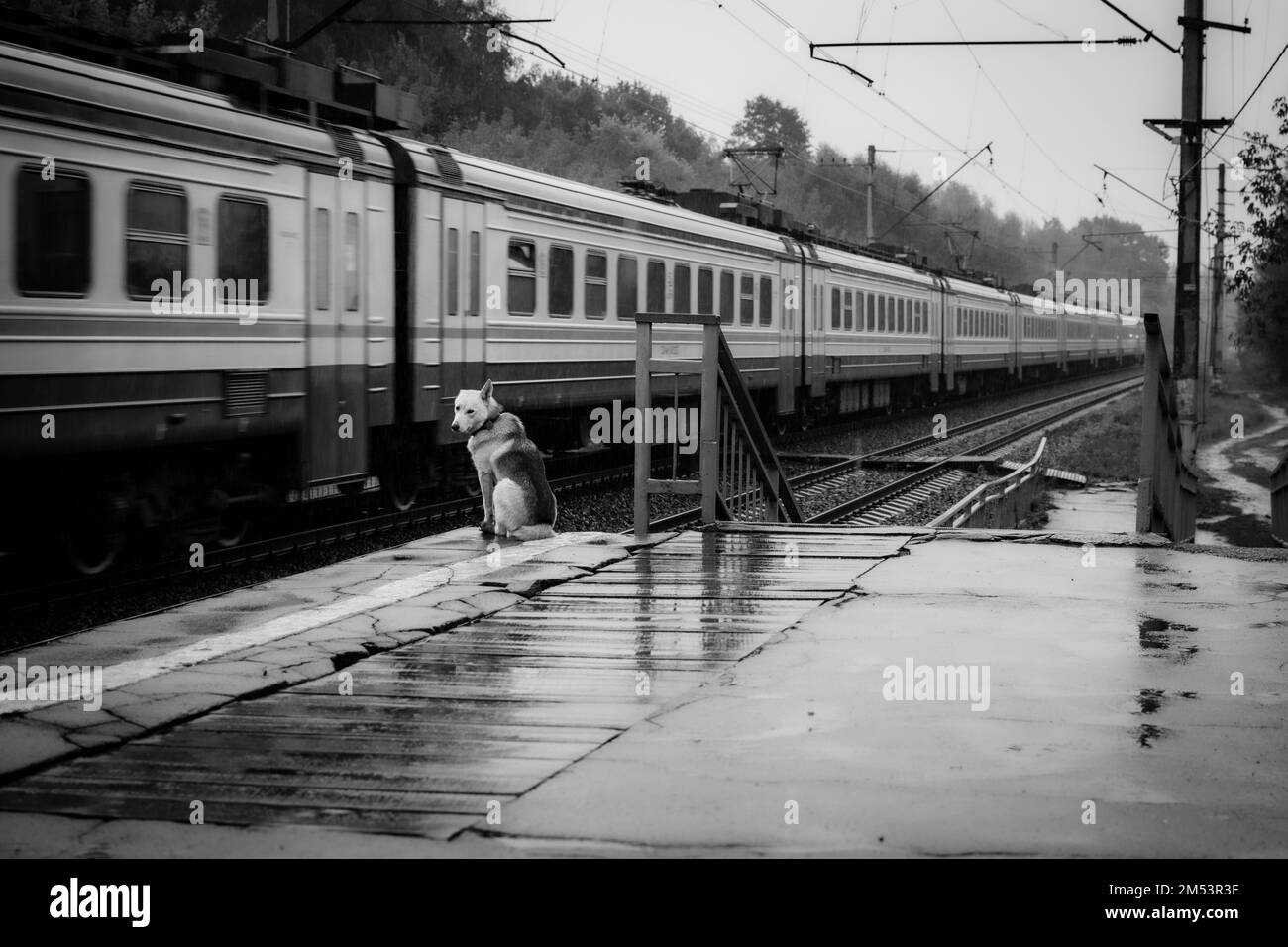 Moscow dog metro Black and White Stock Photos & Images - Alamy