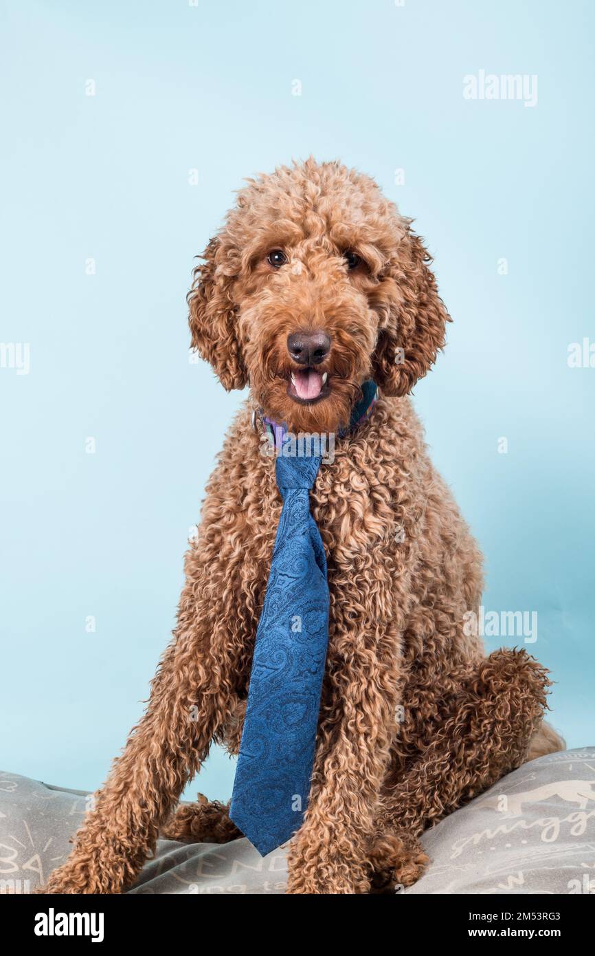 A vertical portrait of Labradoodle dog in blue tie sitting on the ...