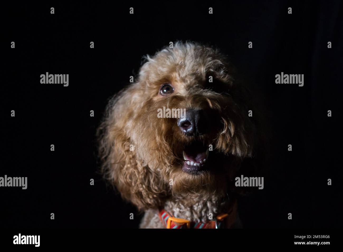 A close up portrait of fluffy Labradoodle dog looking at camera on ...