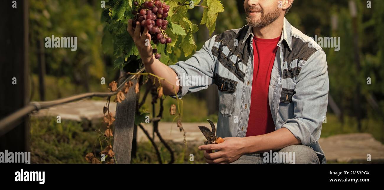 farmer cut grapevine. vinedresser cutting grapes bunch. male vineyard owner Stock Photo - Alamy