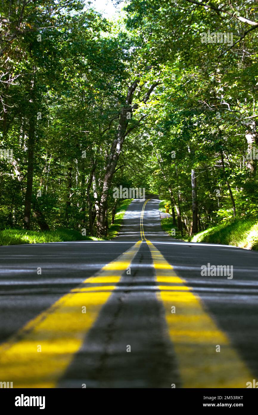 A vertical shot of a long asphalt road in the woods surrounded by green ...