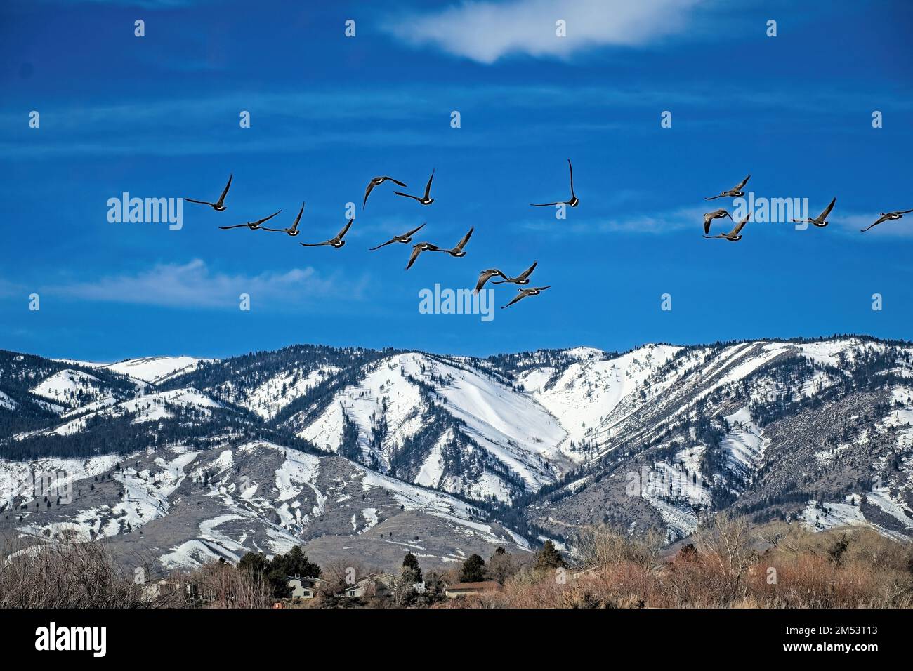 Geese In Flight Stock Photo - Alamy