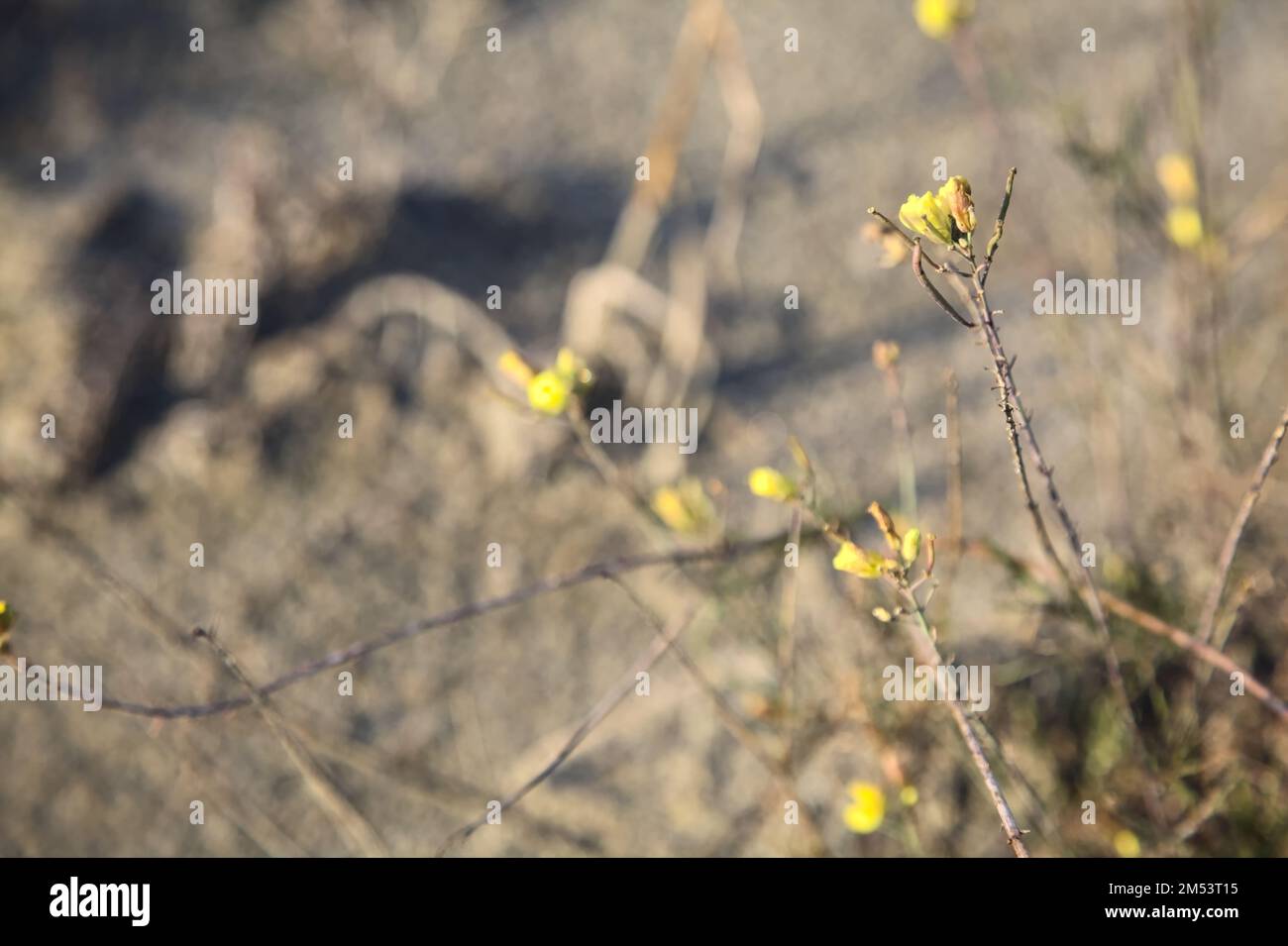 Yellow wild flowers among dry bushes seen up close Stock Photo - Alamy