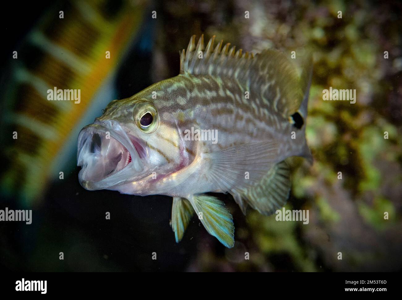 red grouper, Epinephelus marginatus, juvenile, Mediterranean Sea ...