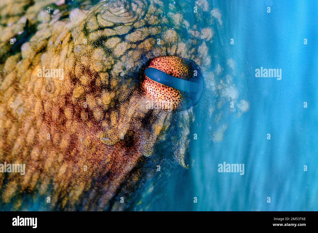common octopus, Octopus vulgaris, Mediterranean Sea, Atlantic Ocean ...