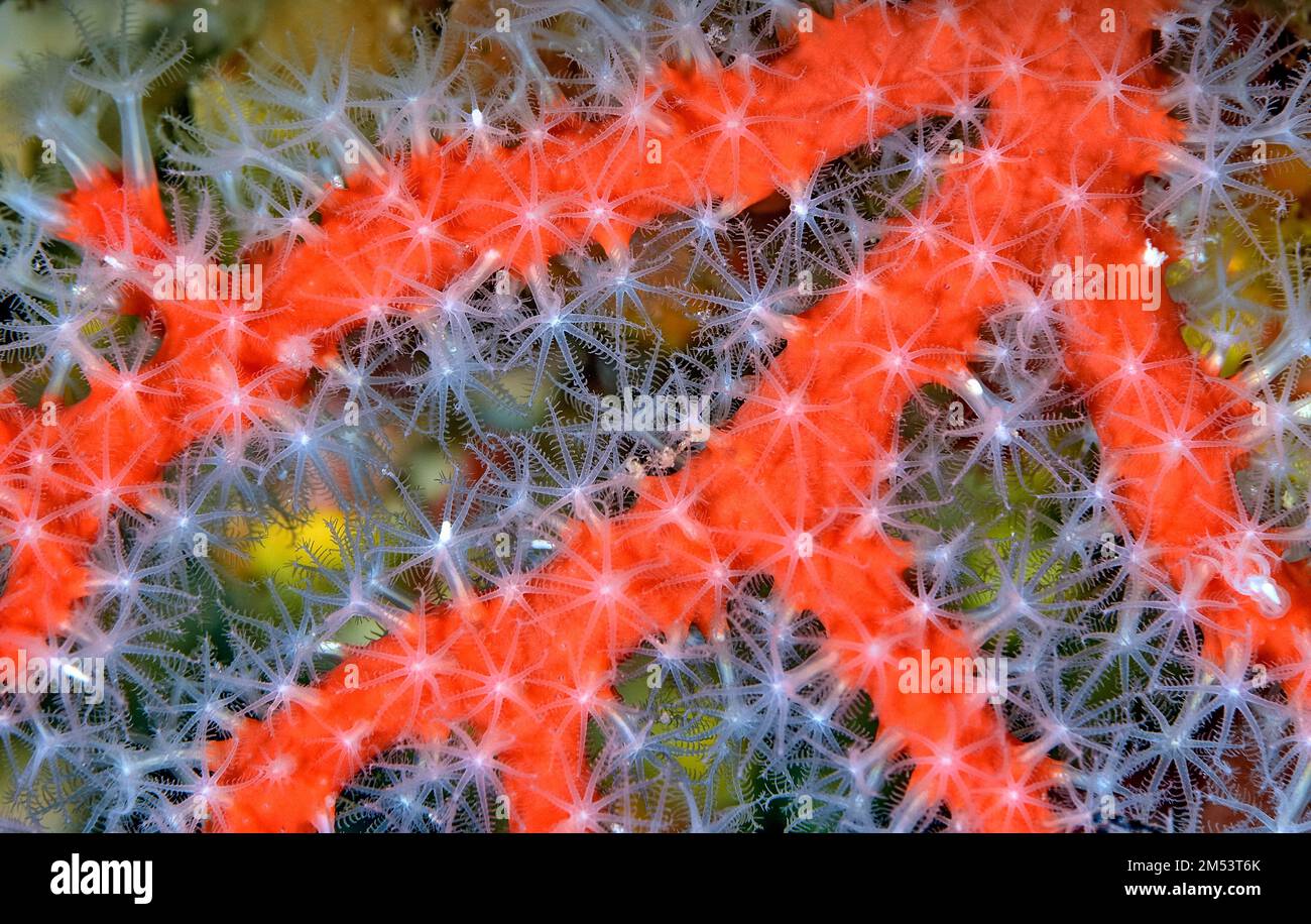 North atlantic ocean coral hi-res stock photography and images - Alamy