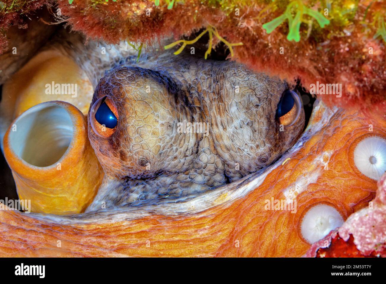 common octopus, Octopus vulgaris, Mediterranean Sea, Atlantic Ocean ...