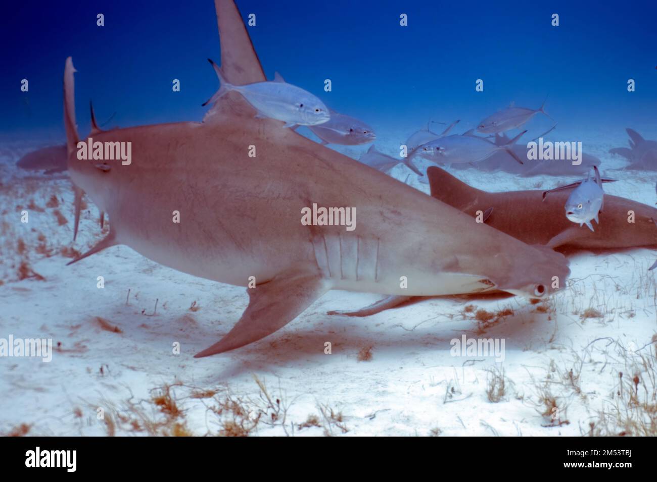A Great Hammerhead (Sphyrna mokarran) in Bimini, Bahamas Stock Photo ...