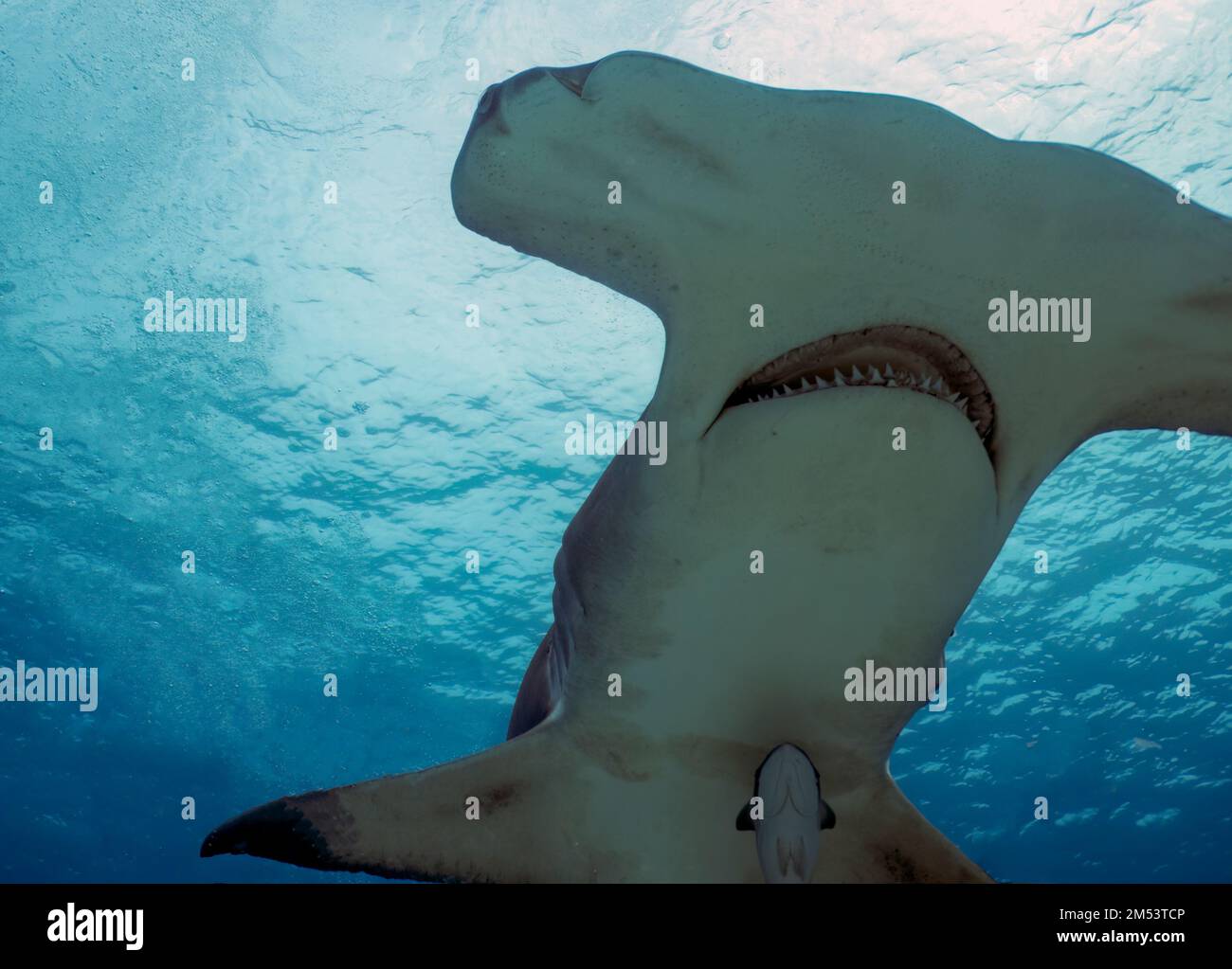 Shark hammer head bahamas hi-res stock photography and images - Alamy