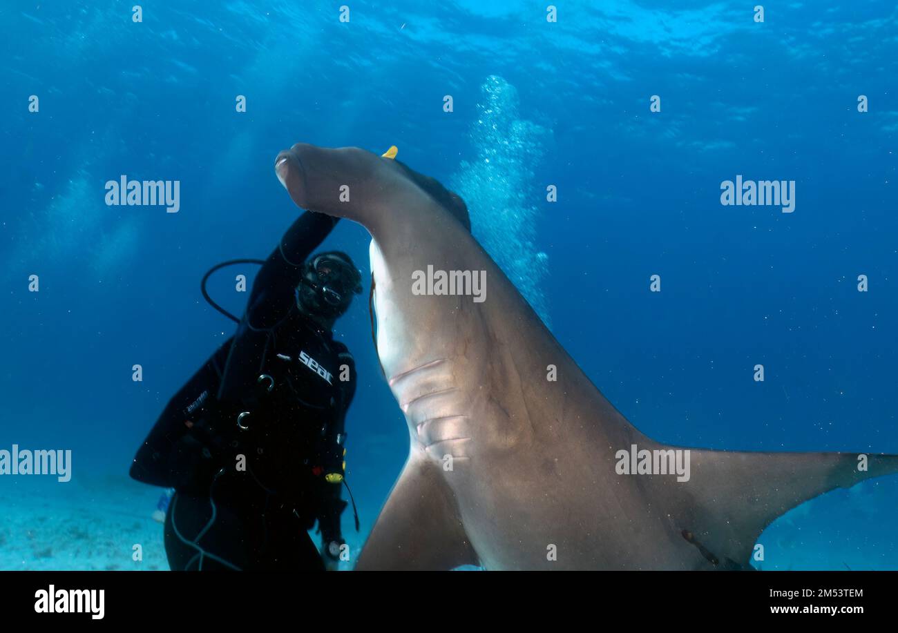 Divers interacting with Great Hammerheads (Sphyrna mokarran) in Bimini ...