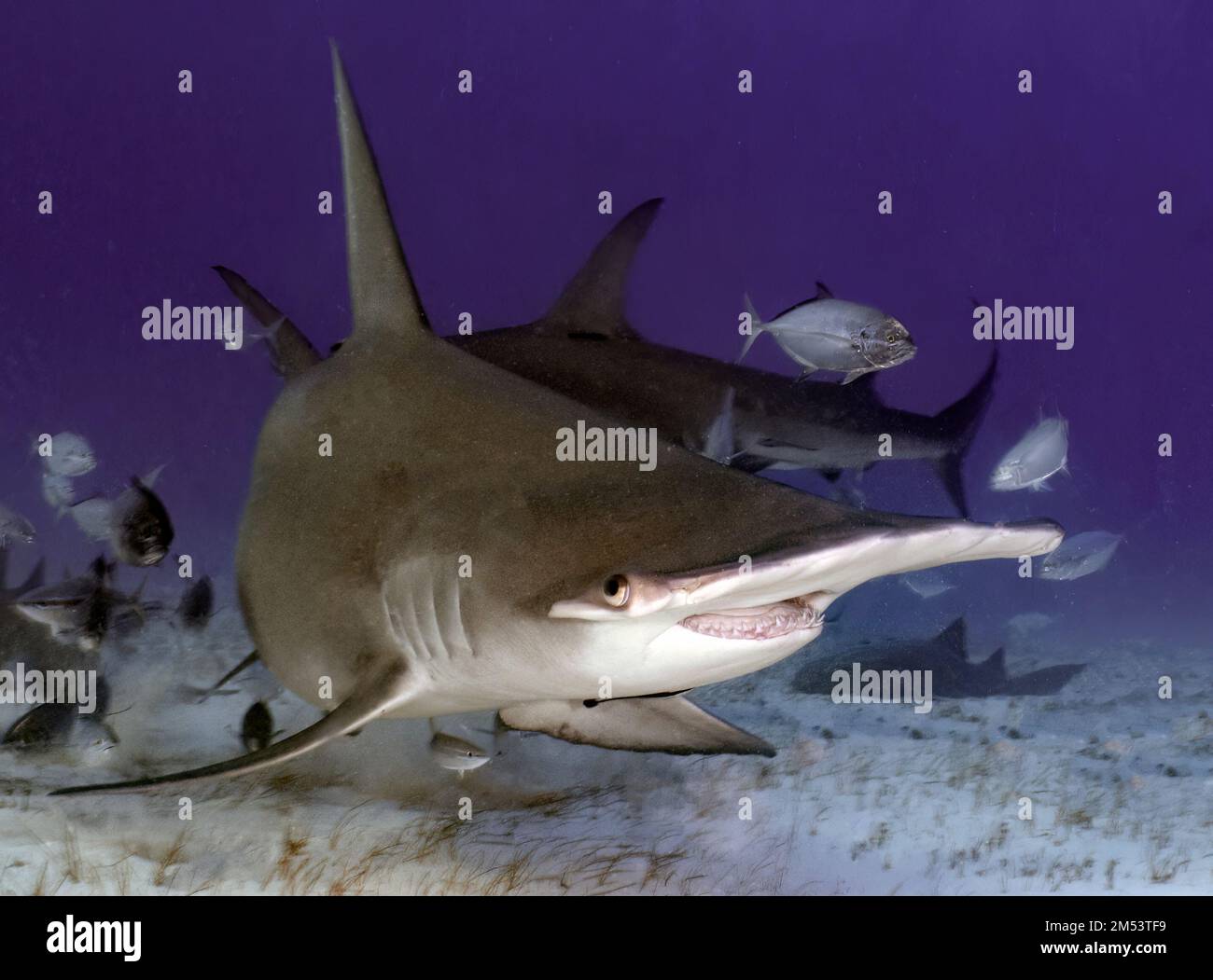 A Great Hammerhead (Sphyrna mokarran) in Bimini, Bahamas Stock Photo ...