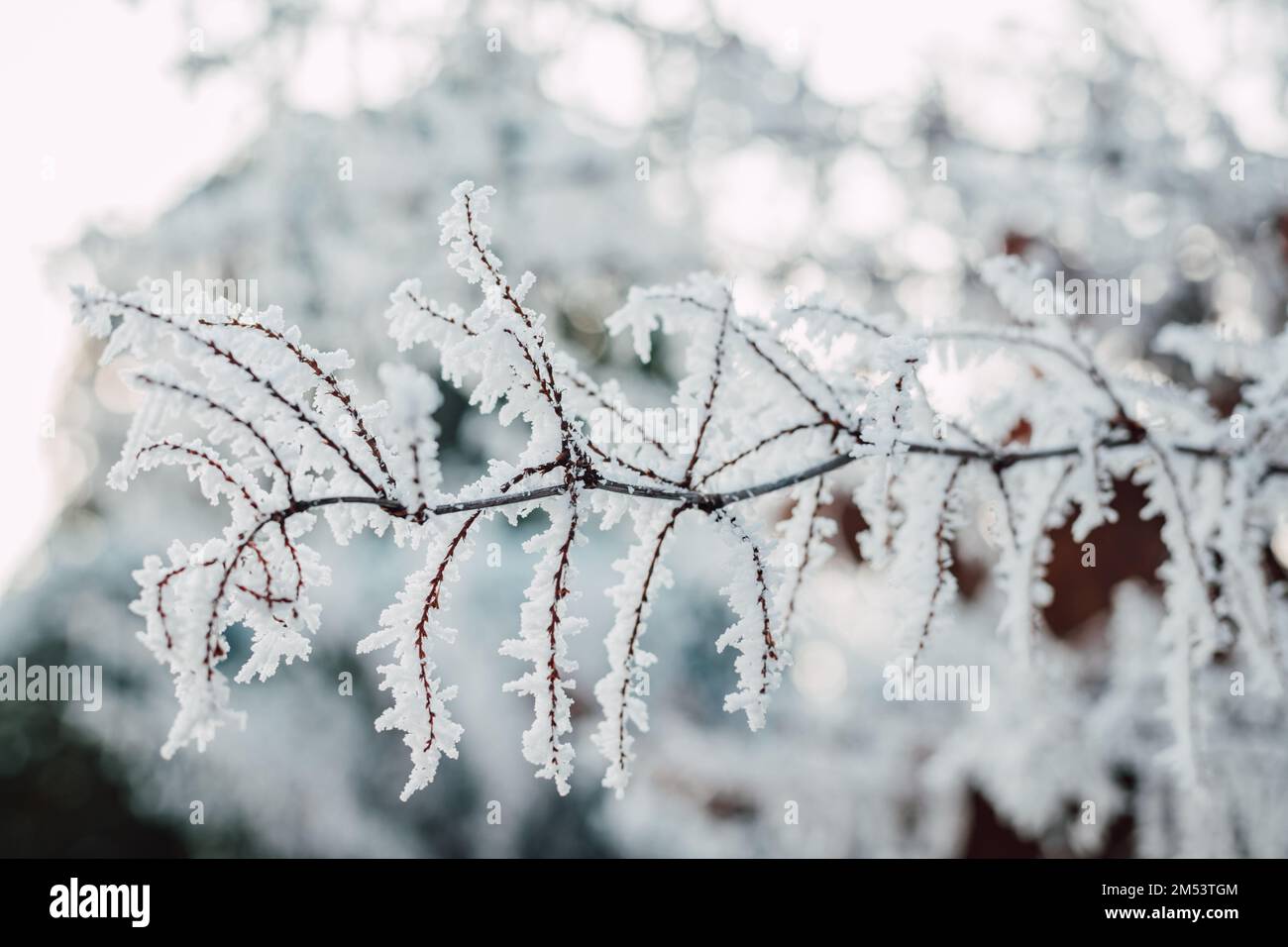 Frost on branches beautiful hi-res stock photography and images - Alamy