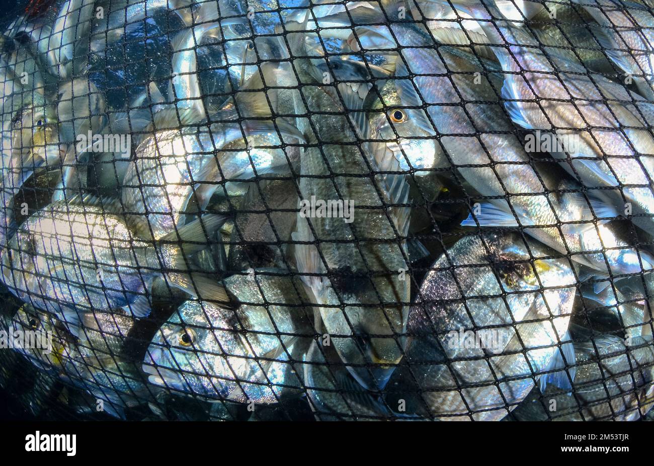 Fish farm harvesting hi-res stock photography and images - Alamy