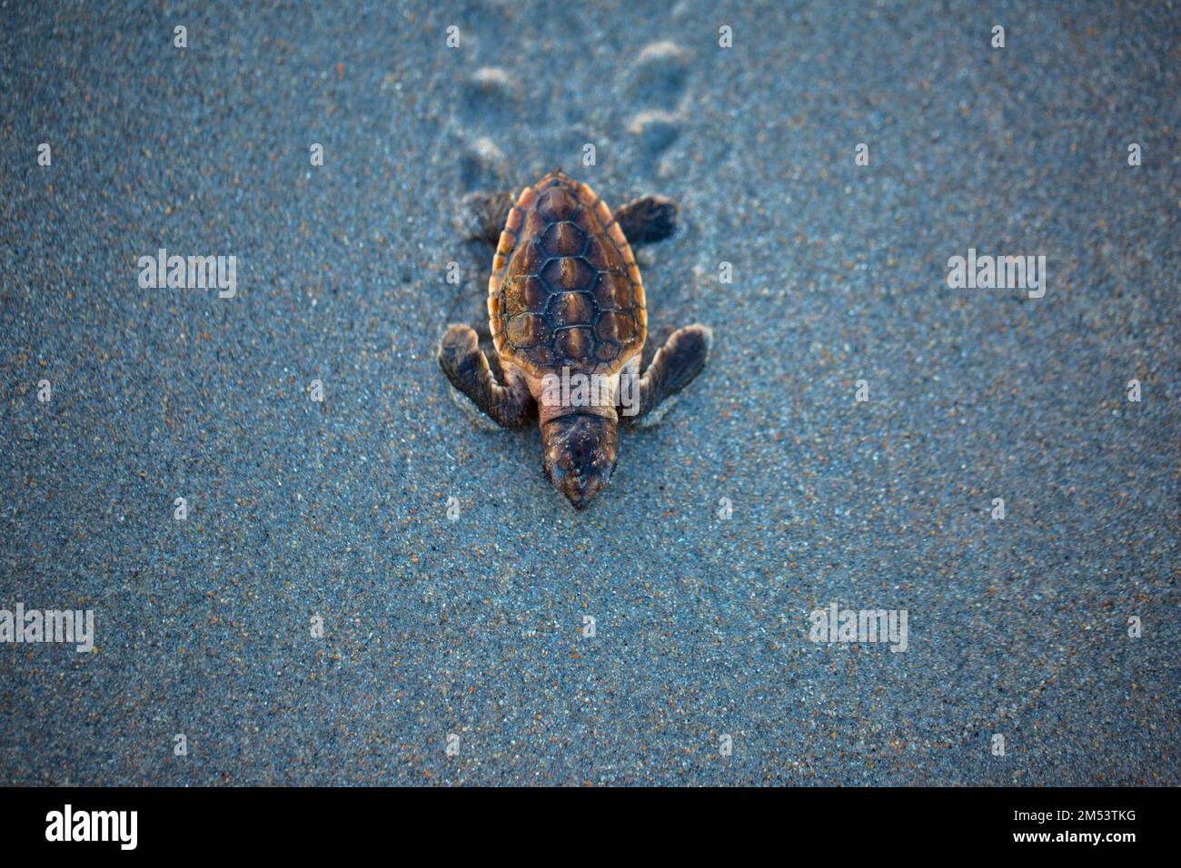 A baby loggerhead sea turtle moving through the sand Stock Photo - Alamy