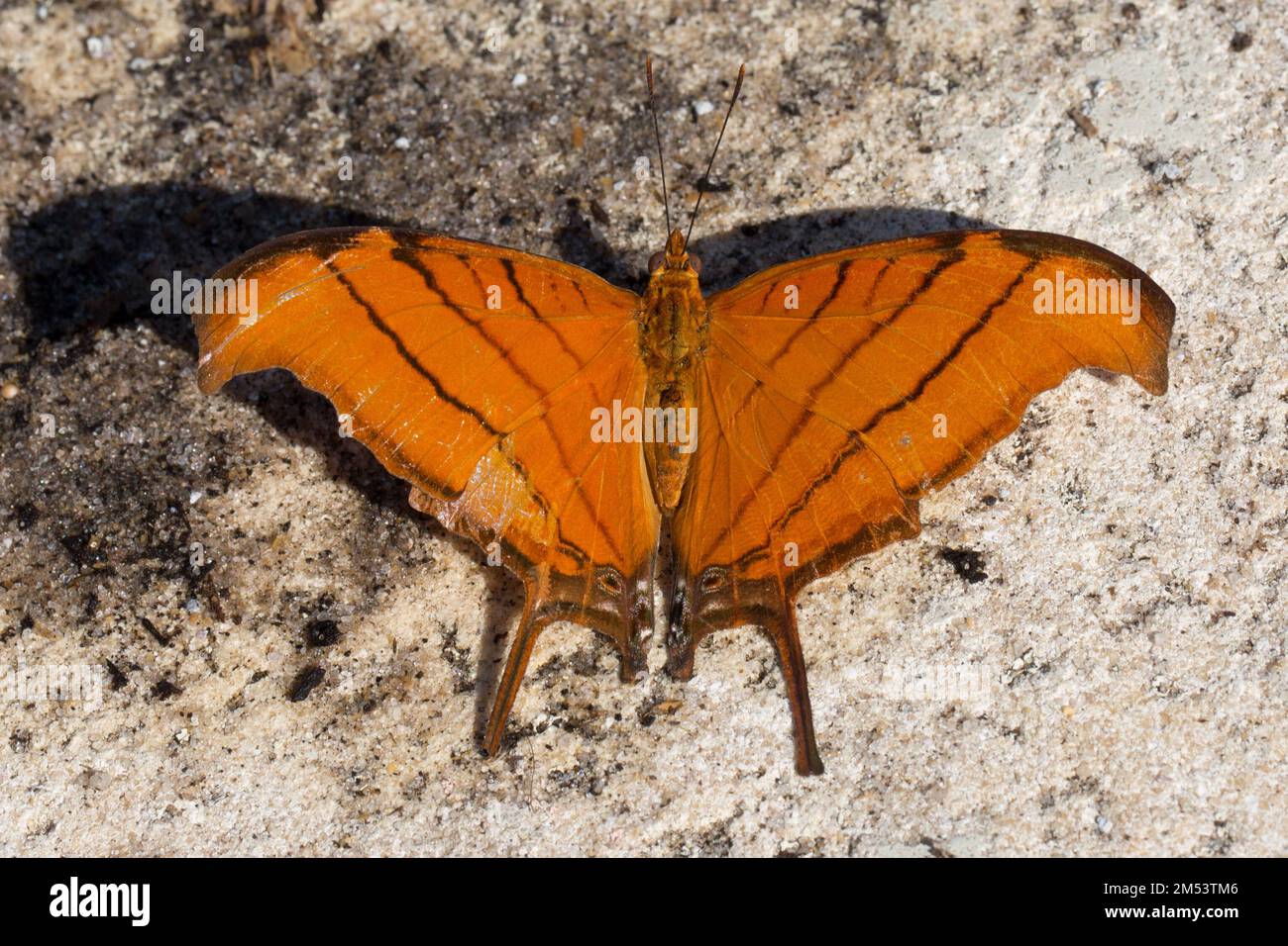 Daggerwing hi-res stock photography and images - Alamy