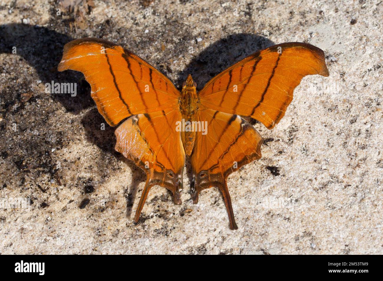 Daggerwing hi-res stock photography and images - Alamy