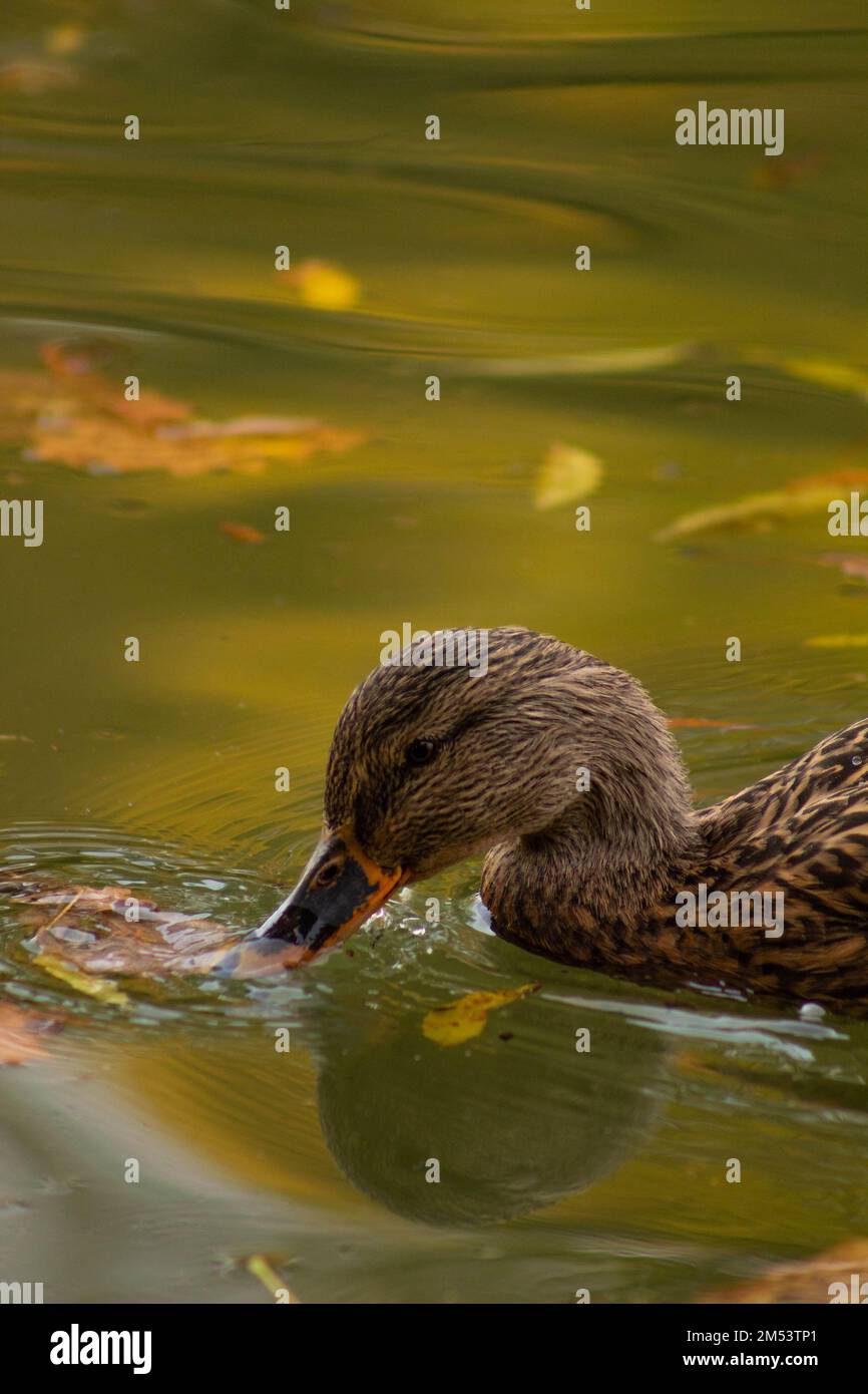 Animals duck hi-res stock photography and images - Alamy