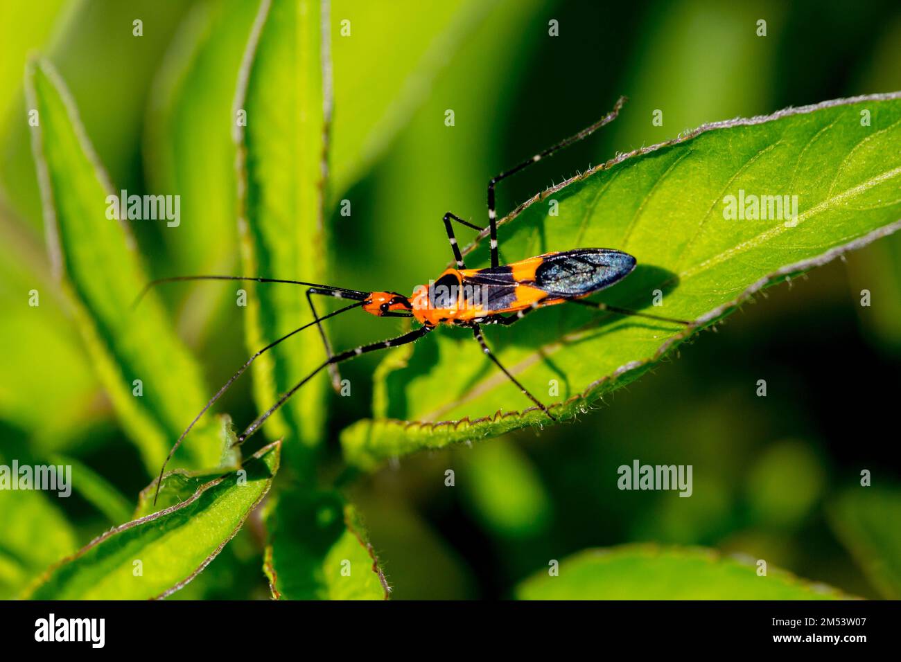 Milkweed assassin bug hi-res stock photography and images - Alamy