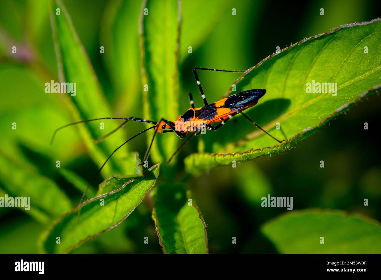 Milkweed assassin bug hi-res stock photography and images - Alamy