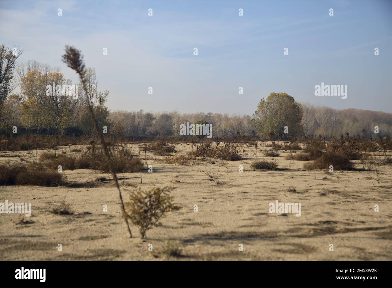 Sandy riverside with tracks and bushes with forests in the background ...