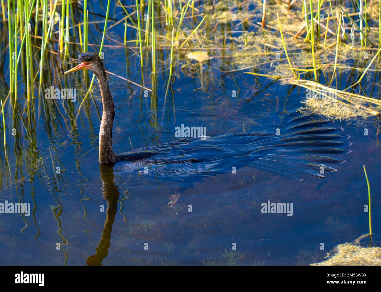 Anhinga swim hi-res stock photography and images - Alamy
