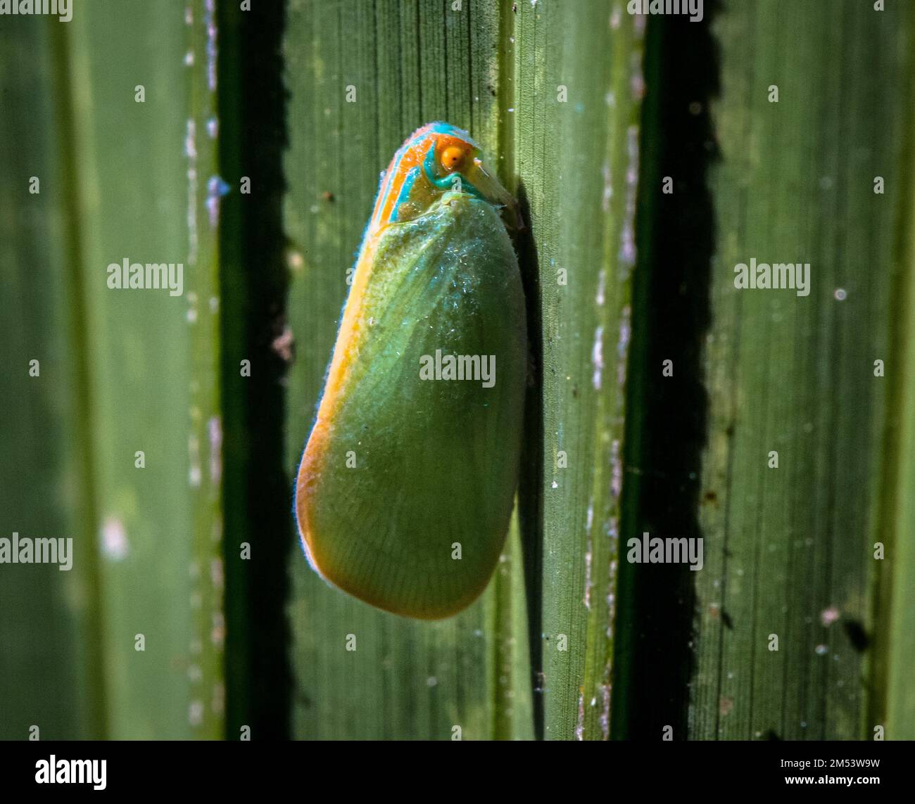 Flatid leaf bug hi-res stock photography and images - Alamy