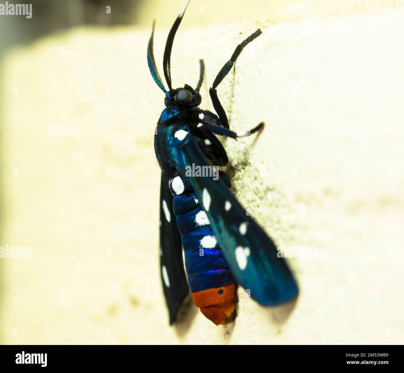A macro shot of an oleander moth Stock Photo - Alamy