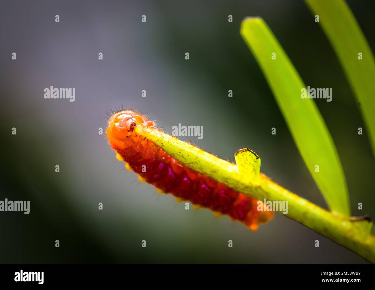 Atala caterpillar hi-res stock photography and images - Alamy Atala caterpillar hi-res stock photography and images - Alamy