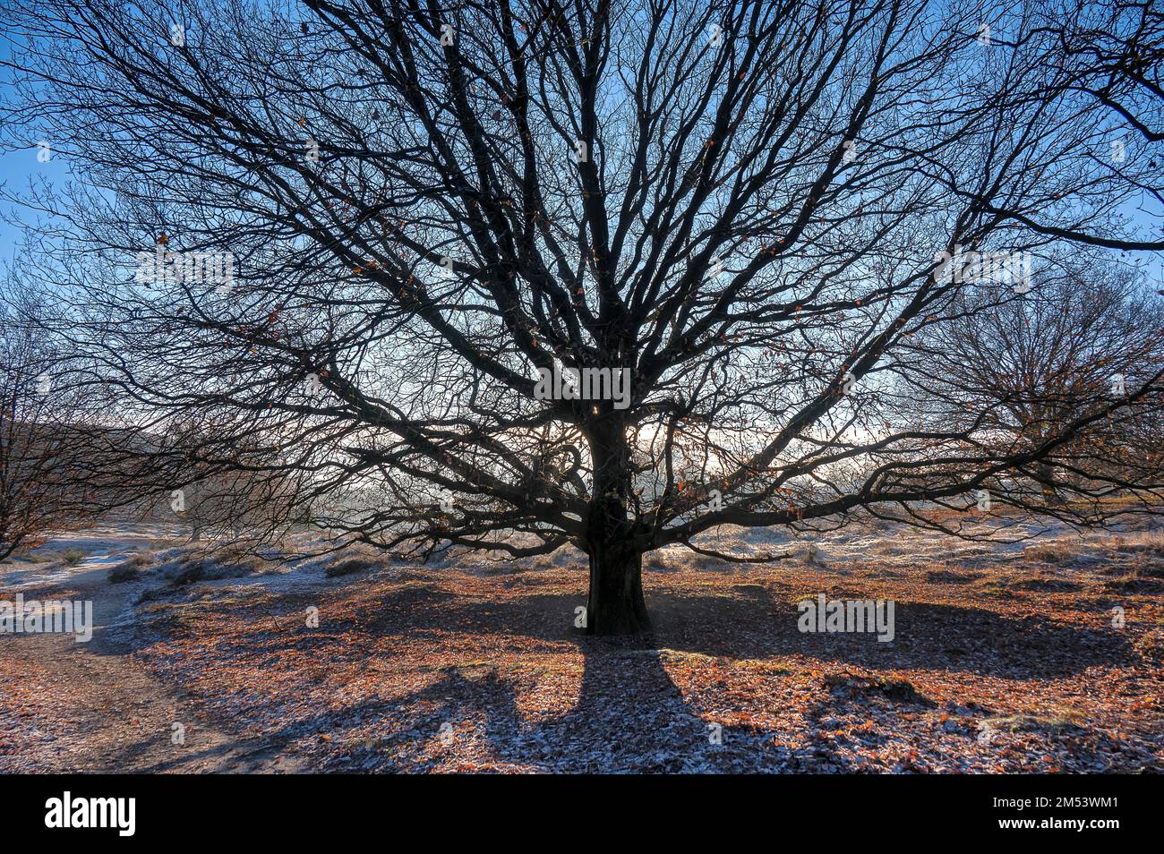 The beams of rising sun seen through branches of a leafless tree in a ...