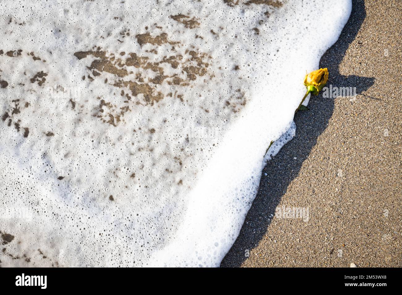 A single withered yellow rosebud on the beach and foamy waves hitting ...
