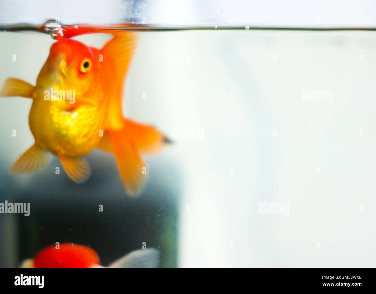 a close-up shot of goldfish in an aquarium with a bokeh background ...