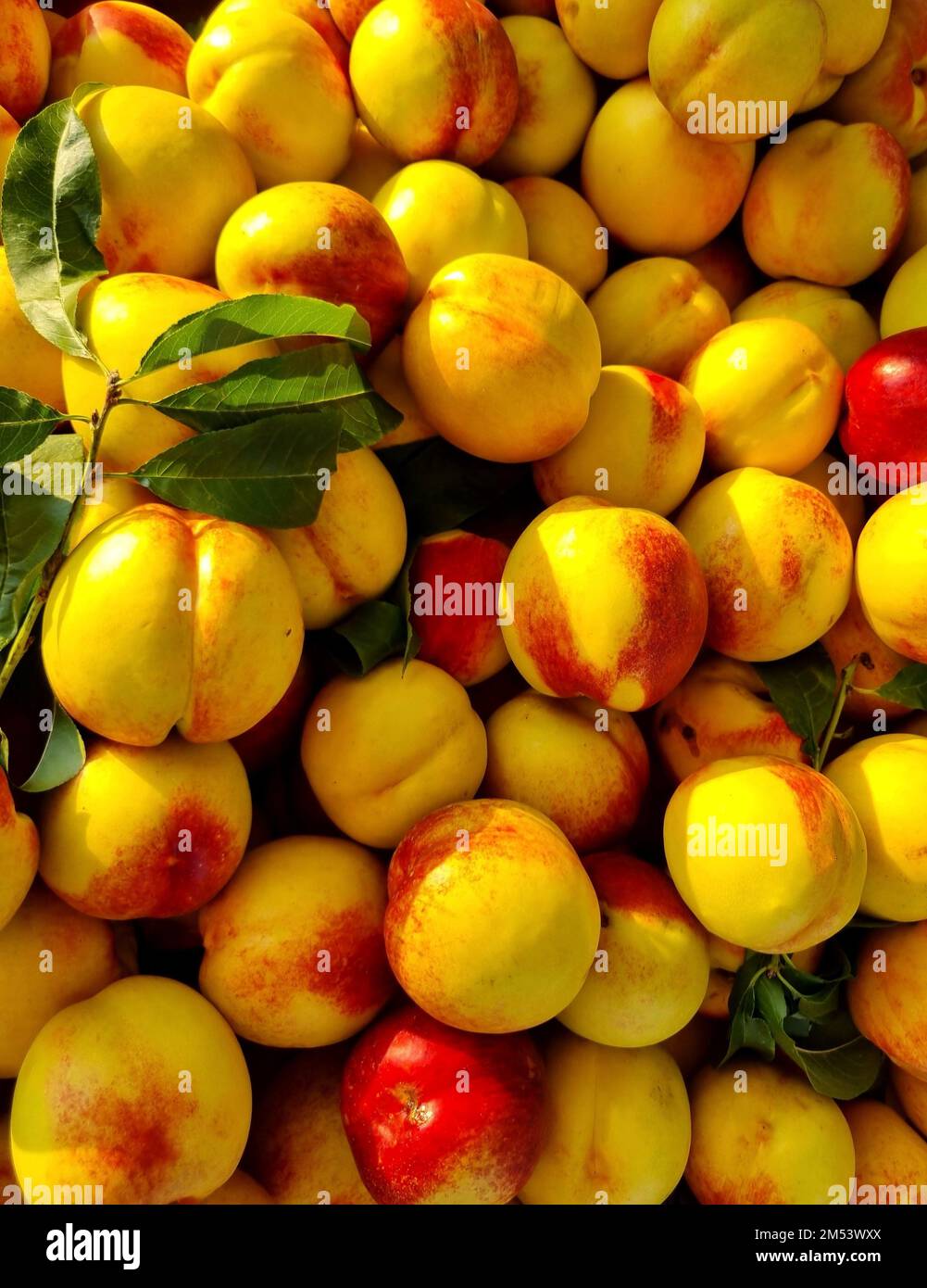 The smooth outer skin of fresh nectarines sparkling under the sunlight ...