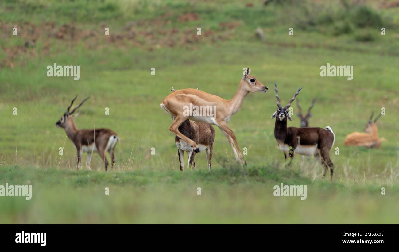 A selective focus of jumping female blackbuck behind male ones with ...