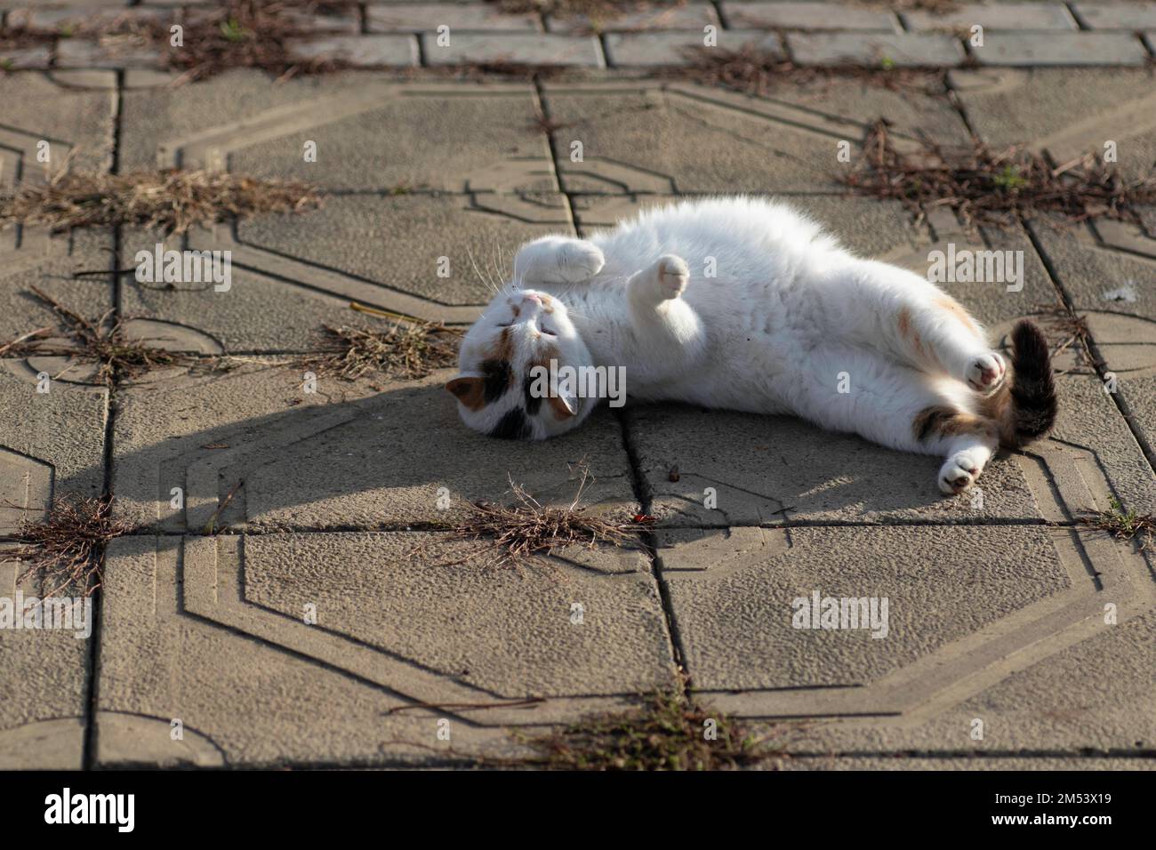 Sun spots face hi-res stock photography and images - Alamy