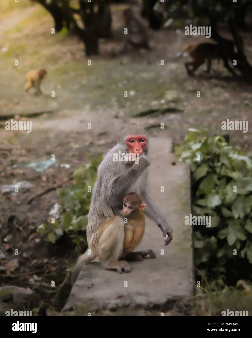 A vertical macro shot of the Indochinese rhesus macaque eating while ...