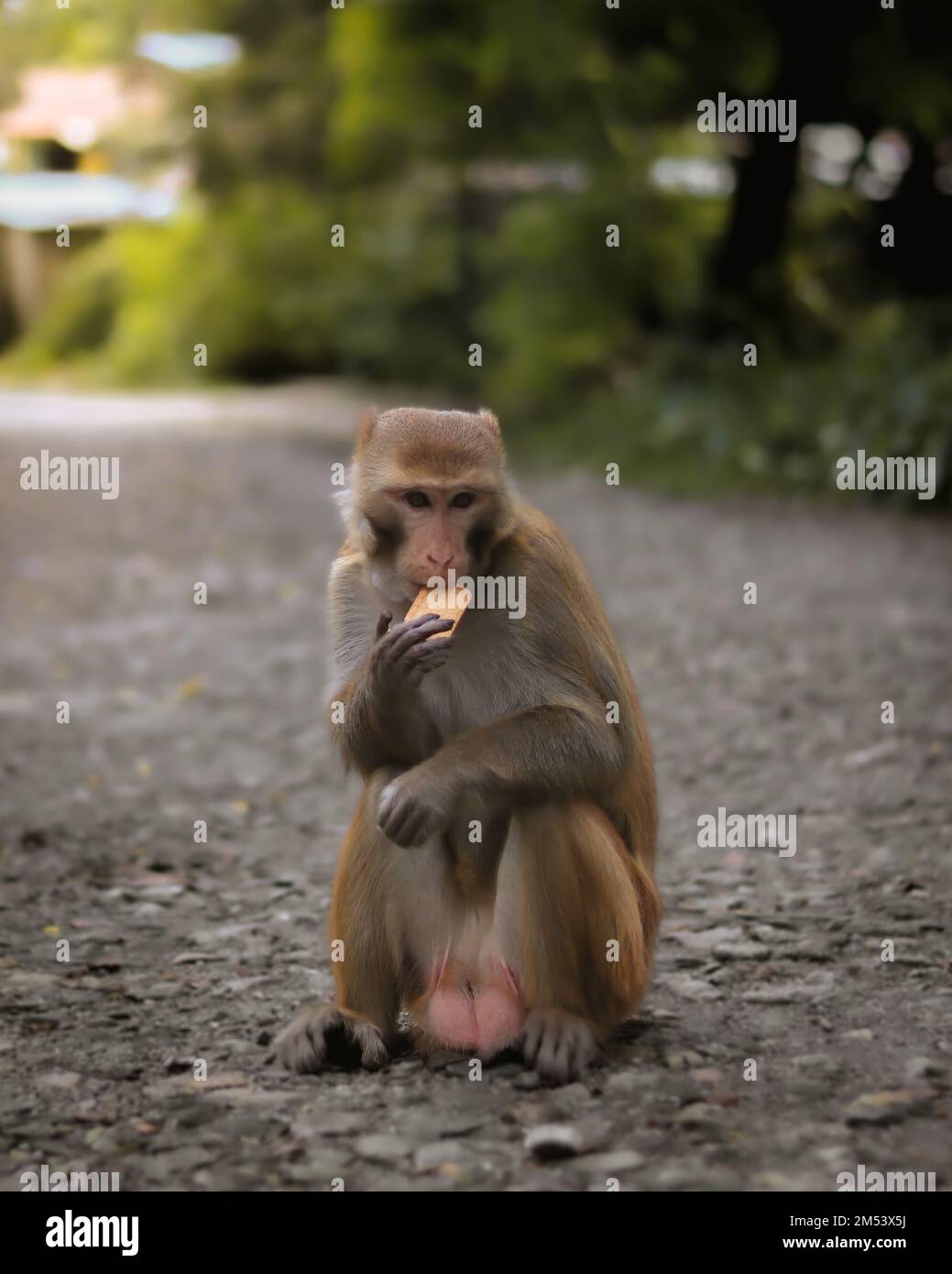 Indochinese rhesus macaque hi-res stock photography and images - Alamy