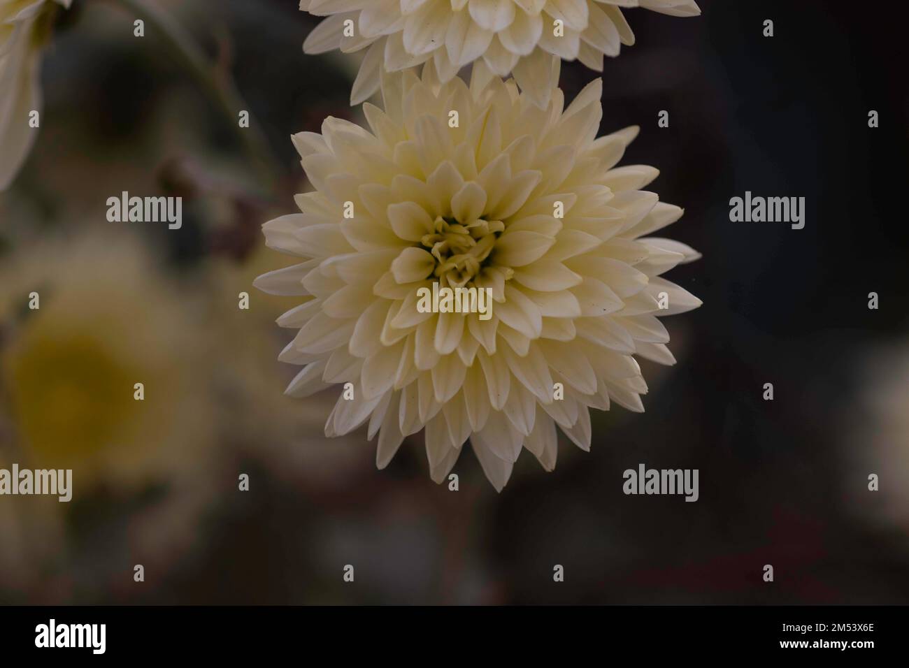 Fluffy yellow flower hi-res stock photography and images - Alamy