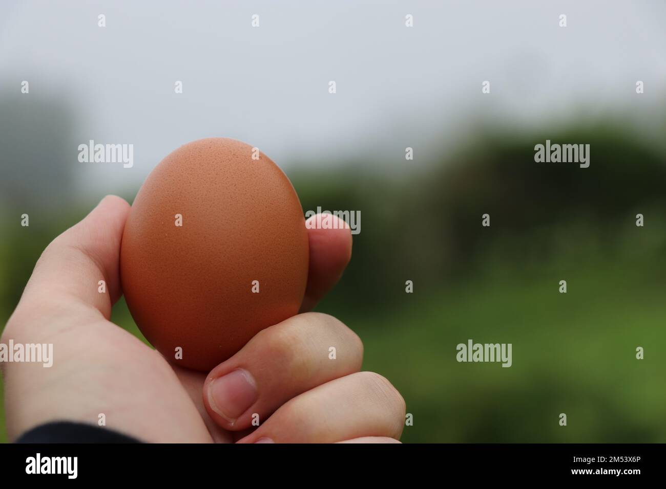 A person's hand holding chicken egg Stock Photo - Alamy