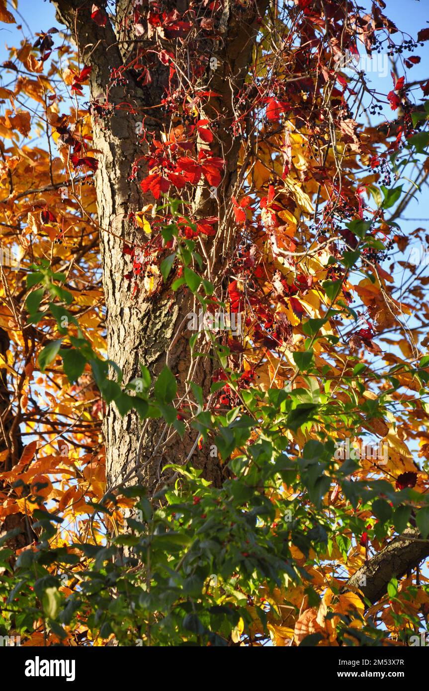 The colorful autumn tree branches Stock Photo - Alamy