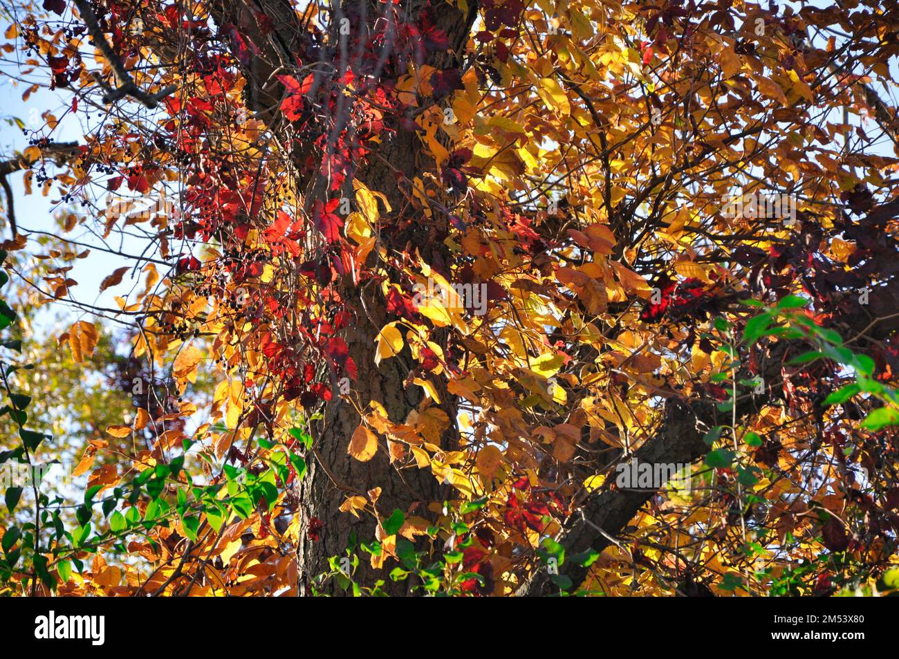 The colorful autumn tree branches Stock Photo - Alamy