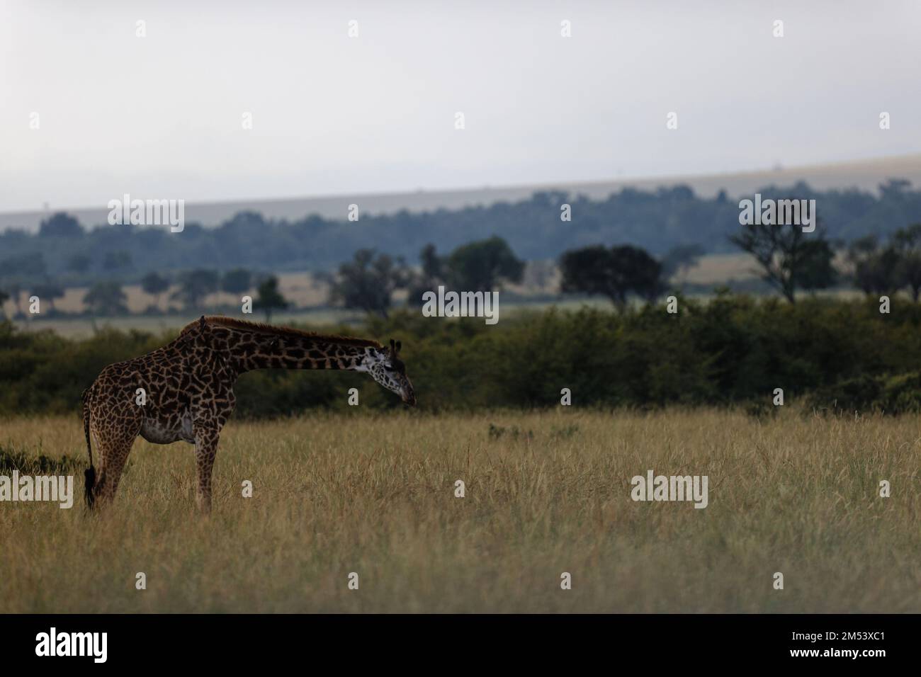 A giraffe bending forward in the grass of the Masai Mara national ...
